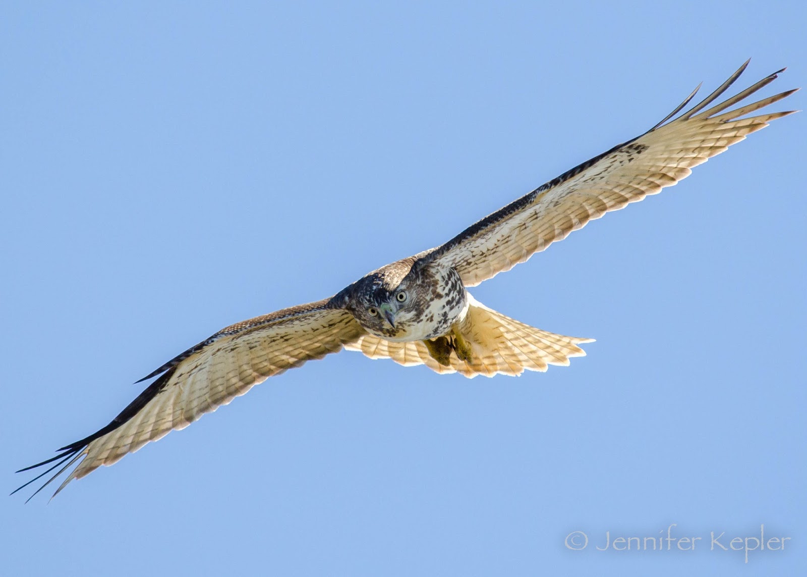 Snapshots of Nature: Hook Mountain Hawk Watch