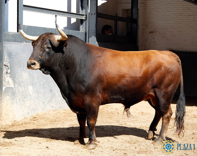 Lascosasdeltoro: "Jocundo" abre la tarde de hoy en Las Ventas