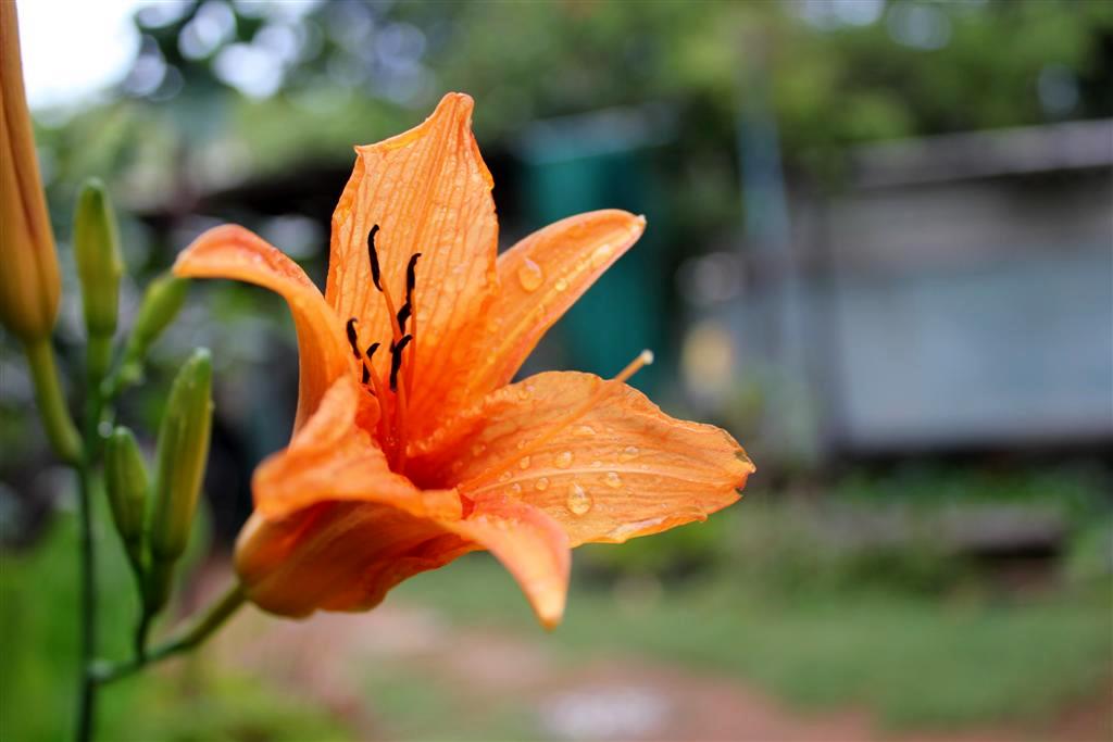 Dinu's Yarden: Thriving Flowers from Traded Seeds