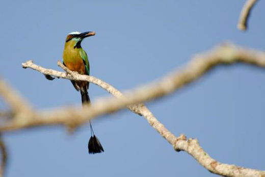VECINO VIGILANTE YUCATAN: La leyenda del Pajaro Toh