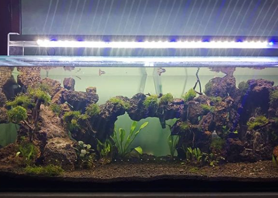 Jasa Desain Aquarium Air Laut Di Jakarta - Aquarium Air Laut dan Aquascape