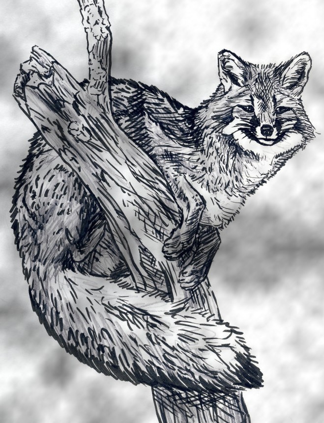 Le Roman de Renart: Le siège de Maupertuis - Renart échappe à la mort