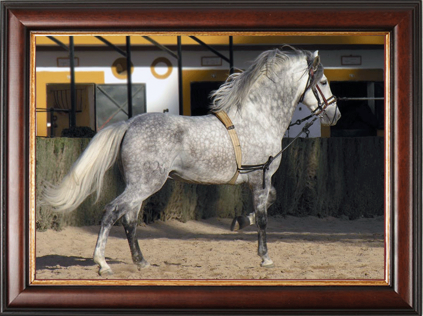 tauromaquia: El Rejoneo