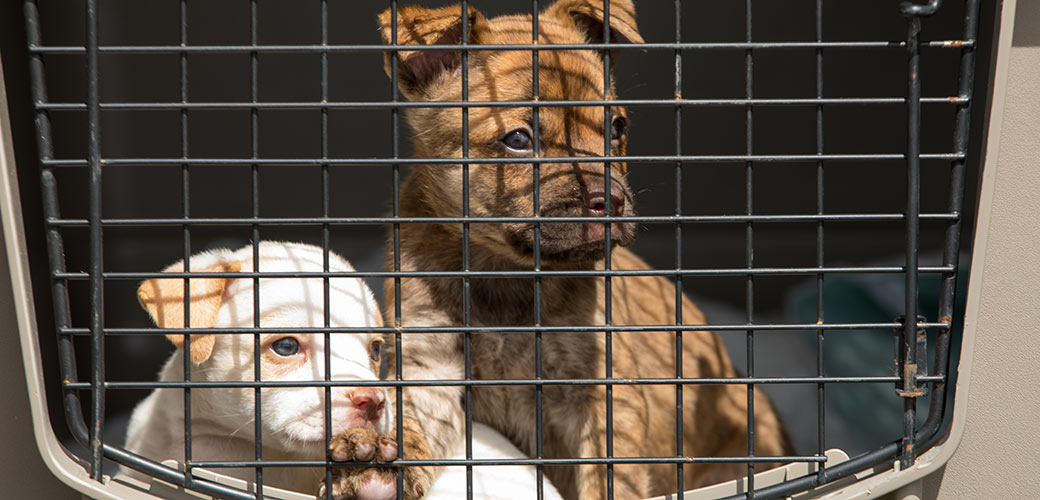 Bunny's Blog: ASPCA and Cloud Nine Rescue Flights partner to fly ...