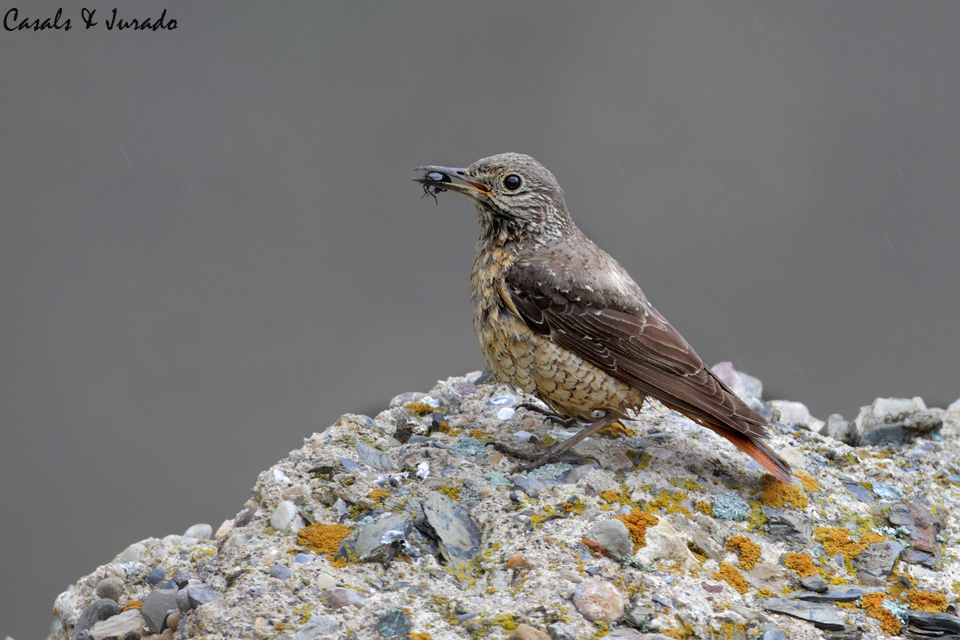 Ocells a Barcelona - Fòrums - Racó Català
