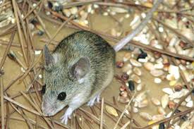 La Cuerda del Equilibrista: diciembre 2012