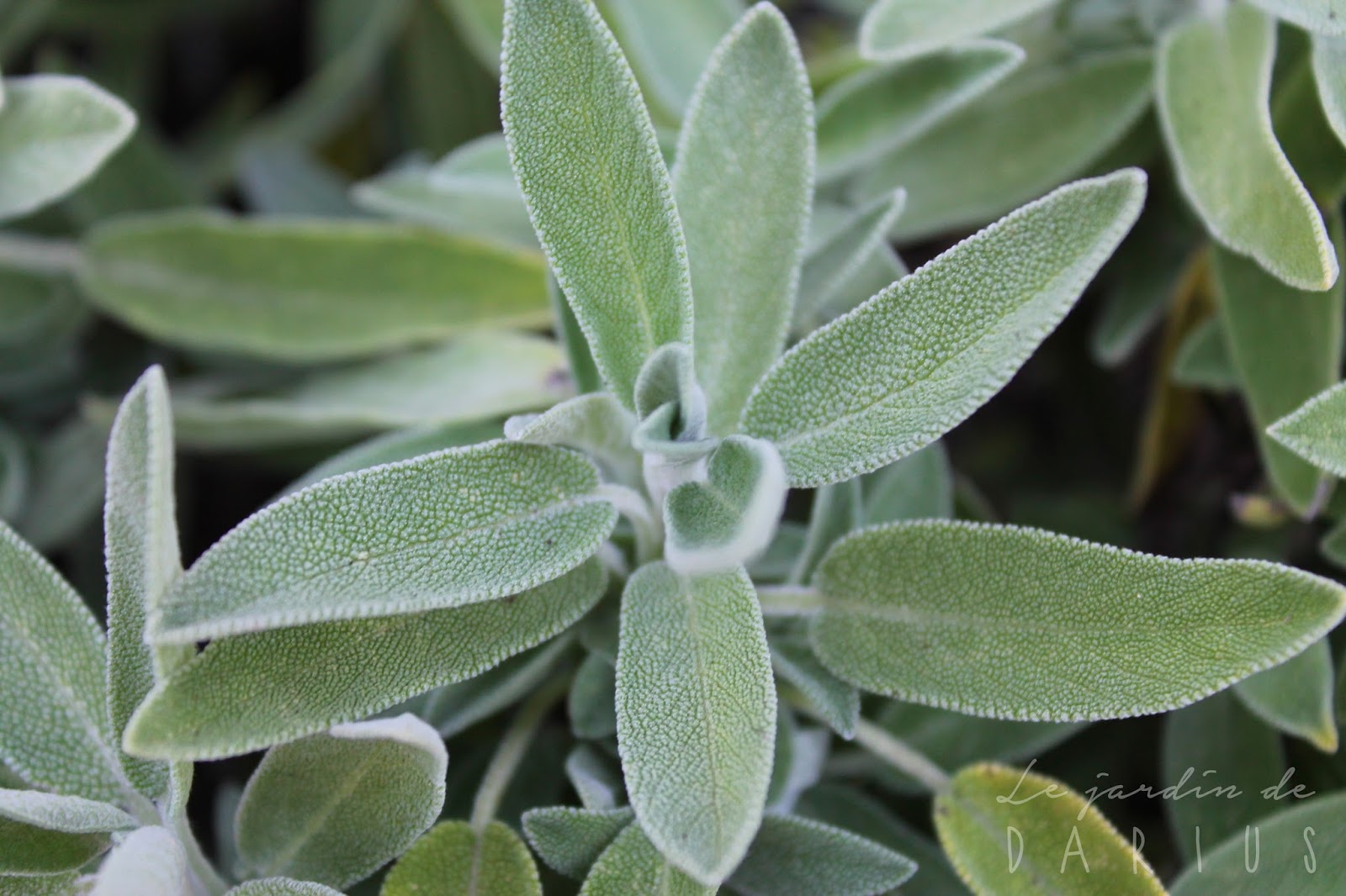 Le Jardin de Darius: Sauges