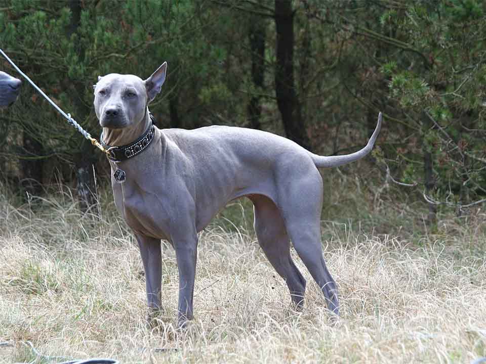 Thai Ridgeback is an Intelligent, Loyal, and Protective Dog Breed ...