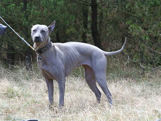 Thai Ridgeback is an Intelligent, Loyal, and Protective Dog Breed ...