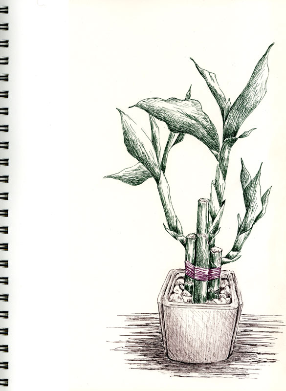 sbwatercolors and sketching: Lucky Bamboo - Pen and Ink plus Watercolor