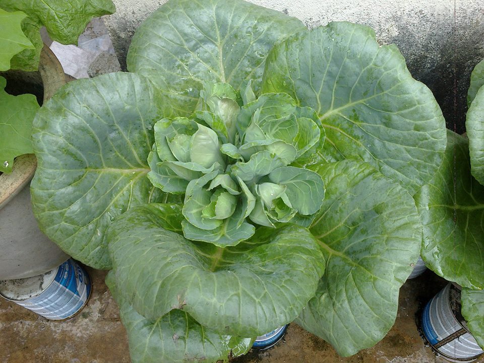 cik azz: Eksperimen: Tanam kobis bulat dari anak pokok.