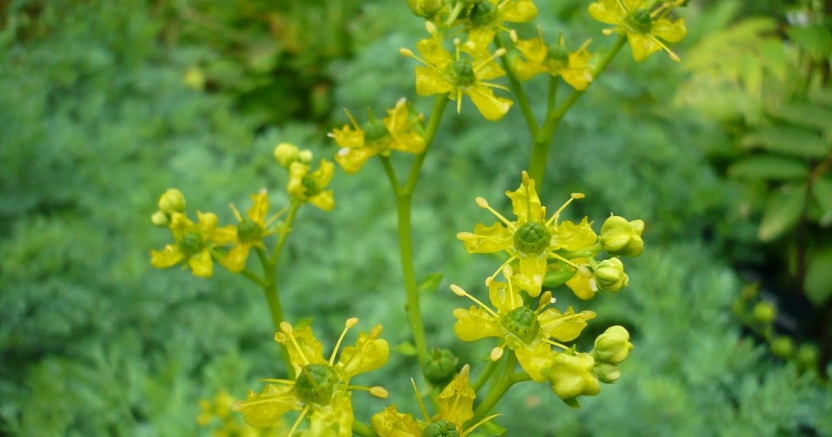 niepodlewam: Ruta zwyczajna – właściwości magiczne i lecznicze
