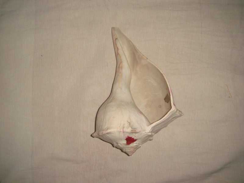 Astrology & Vastu: Right Handed Conch (Dakshinavarti Shankh)