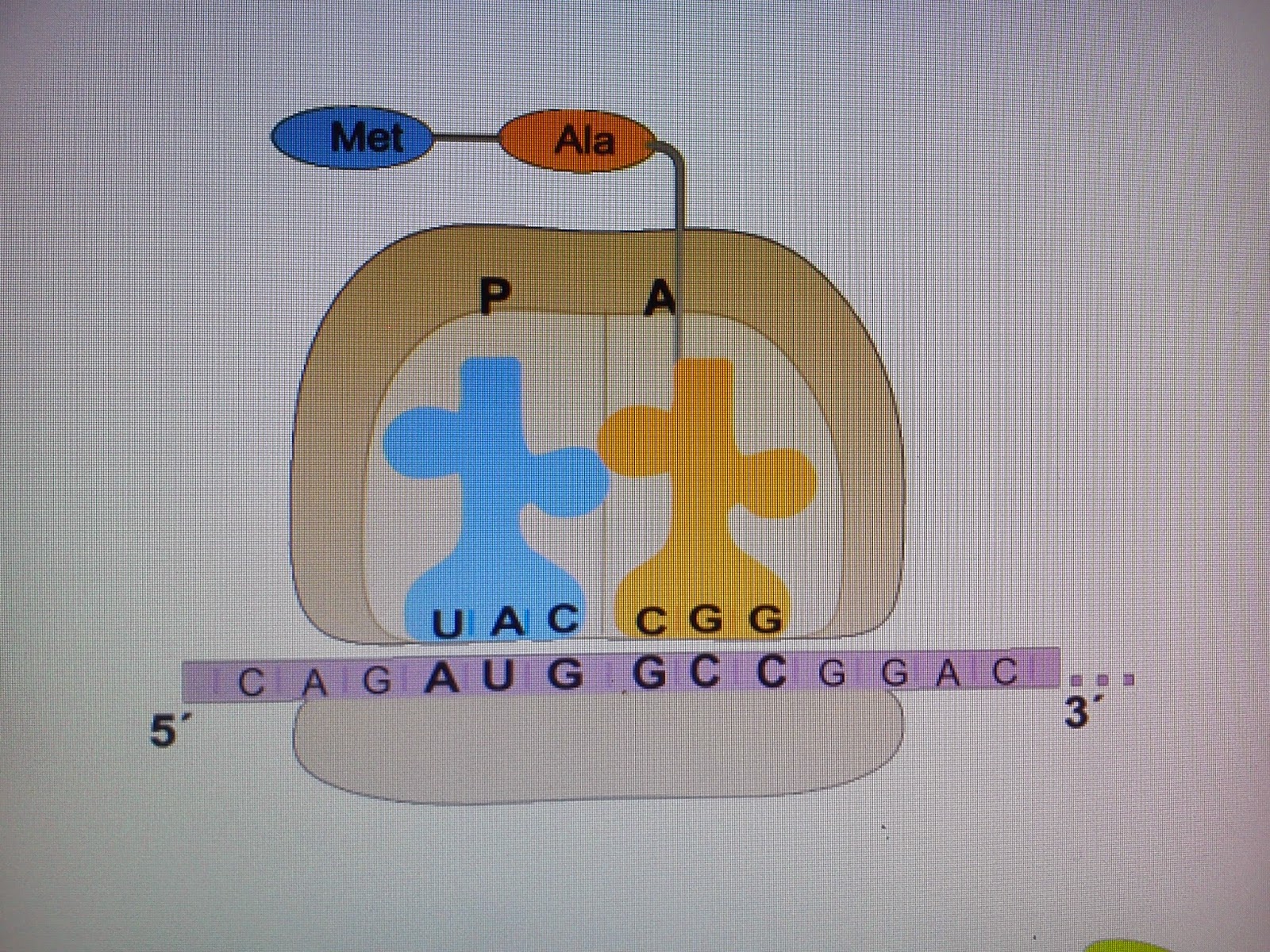 BIOLOGÍA CELULAR Y MOLECULAR: V. Ribosomas