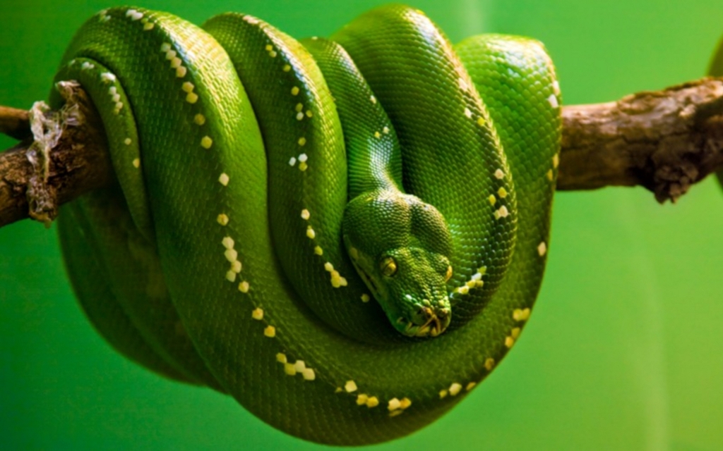 Divagar entre FLORES - ANIMAIS - NATUREZA: Cobras de Muitas Cores