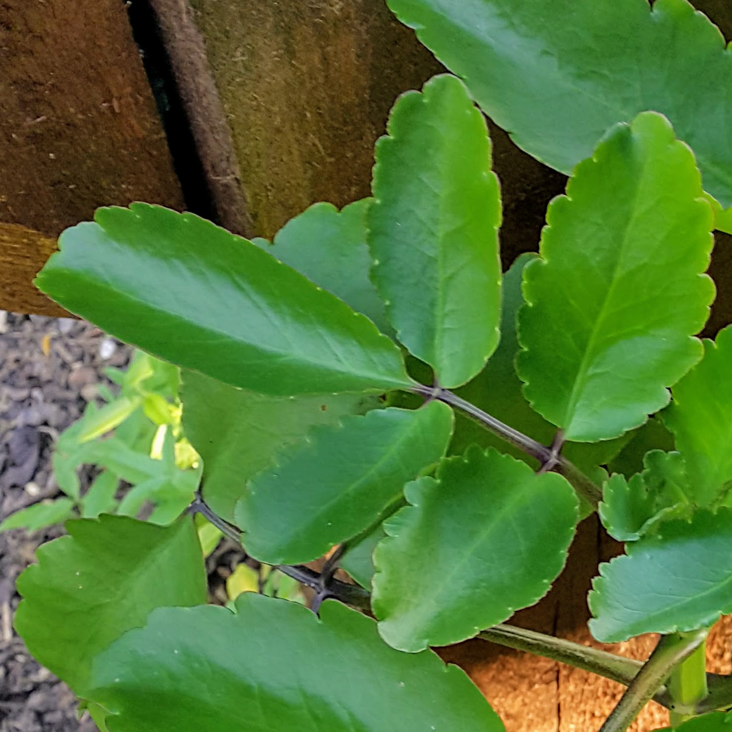 "Verdade//aspas" : 👪 Crassulaceae (Kalanchoe pinnata)