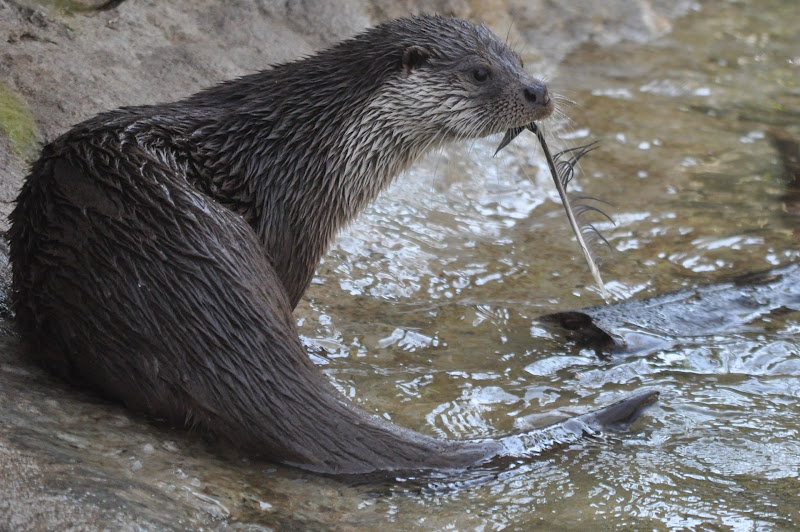 ZOOTOGRAFIANDO (6.100 ANIMALS): NUTRIA EUROPEA / EURASIAN OTTER (Lutra ...
