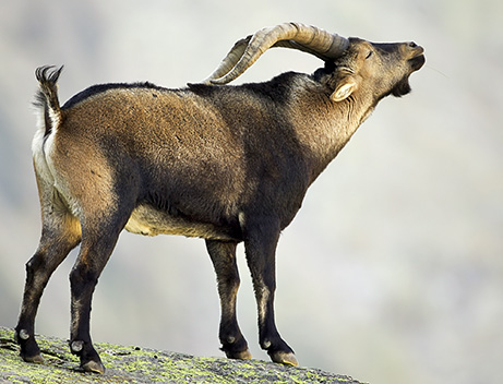 Pyrenean Ibex
