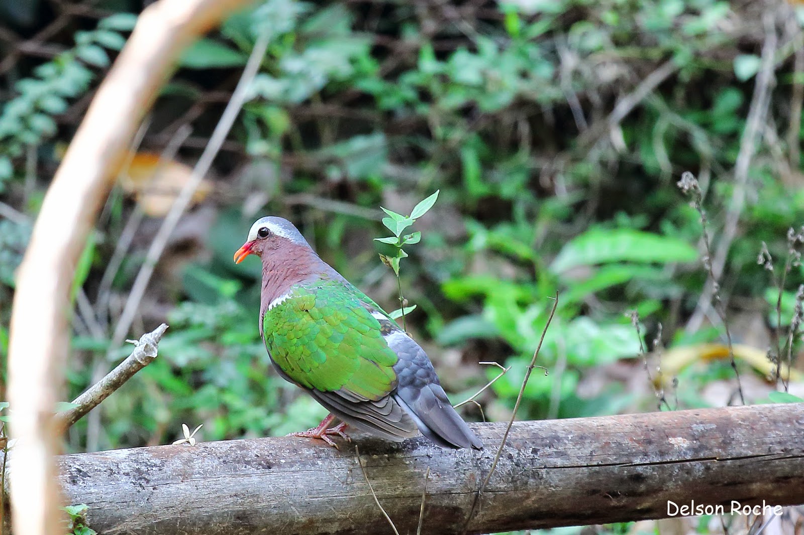 Friendly Animals: Emerald Dove