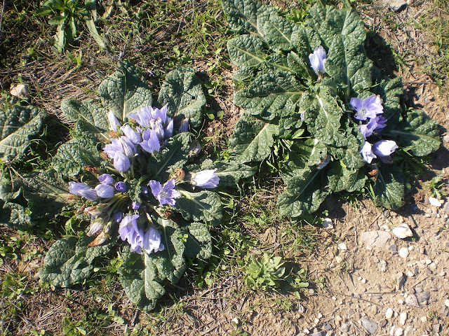PILARES AL NATURAL: MANDRÁGORA, magia y misterio
