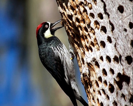 Nauzalia December 15, 2016