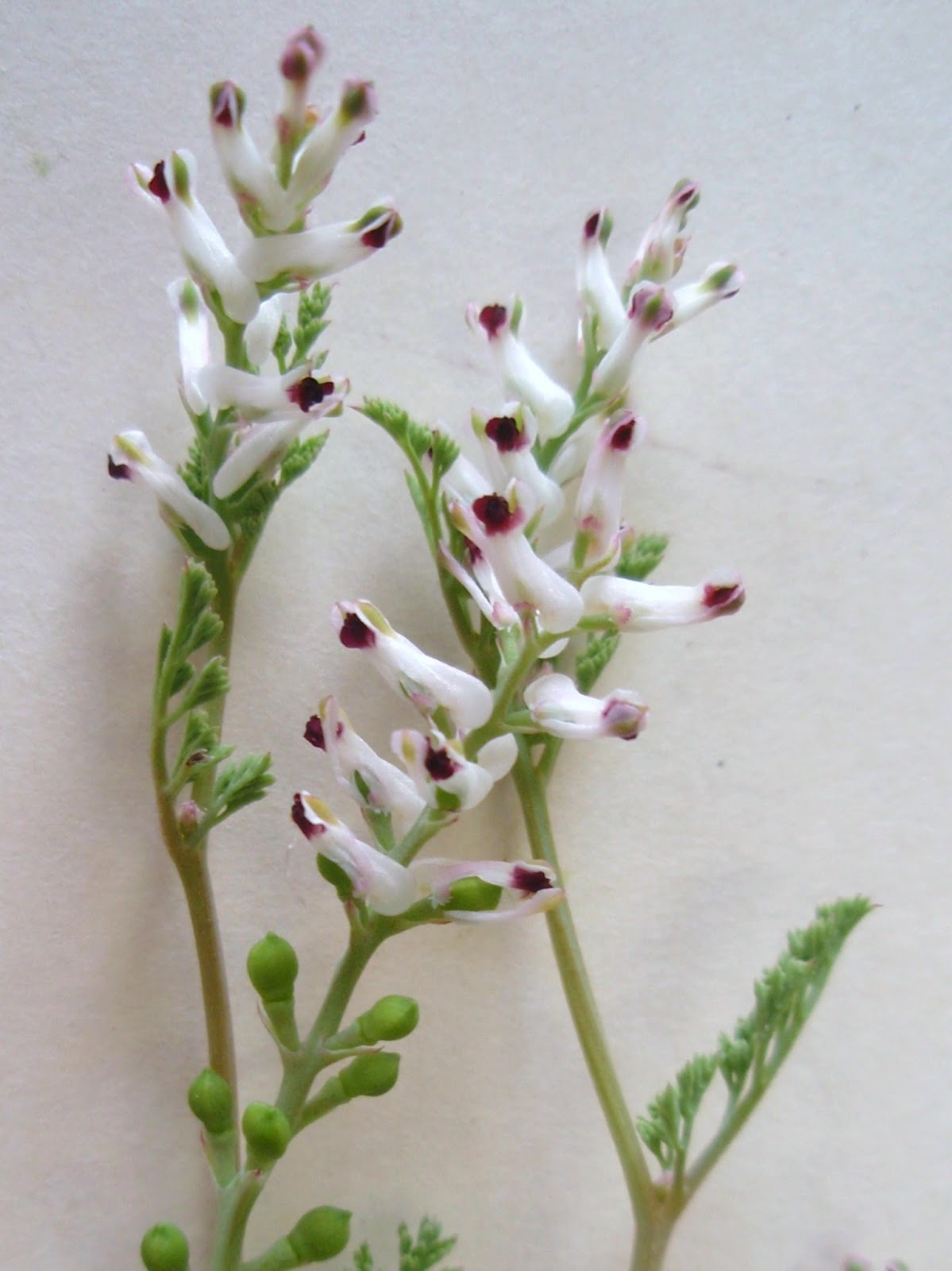 HERBARIO VIRTUAL DE BANYERES DE MARIOLA Y ALICANTE: Fumaria parviflora ...