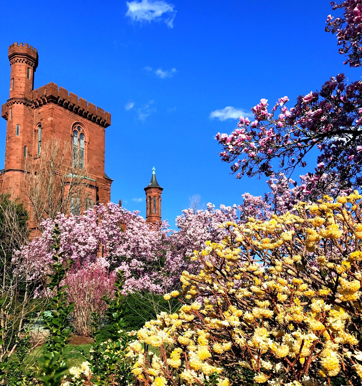 Photos of Washington DC Cherry Blossoms in Springtime