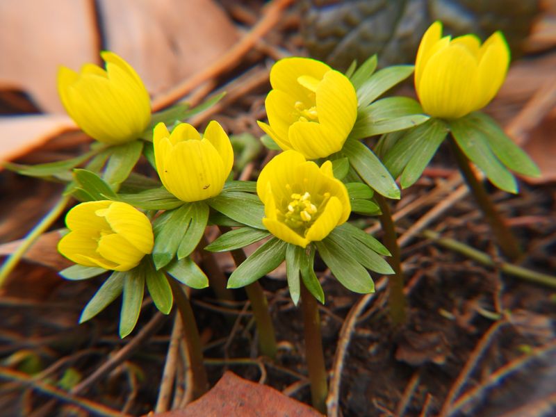 Képek a természetről: Tavaszi virágok