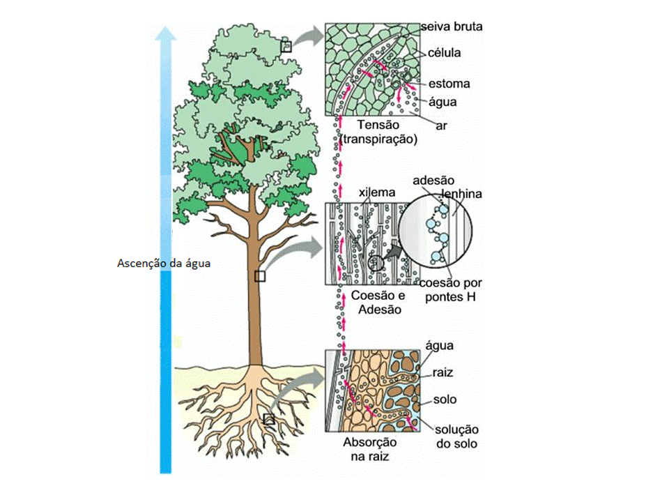Biologia: Tecidos vegetais - xilema