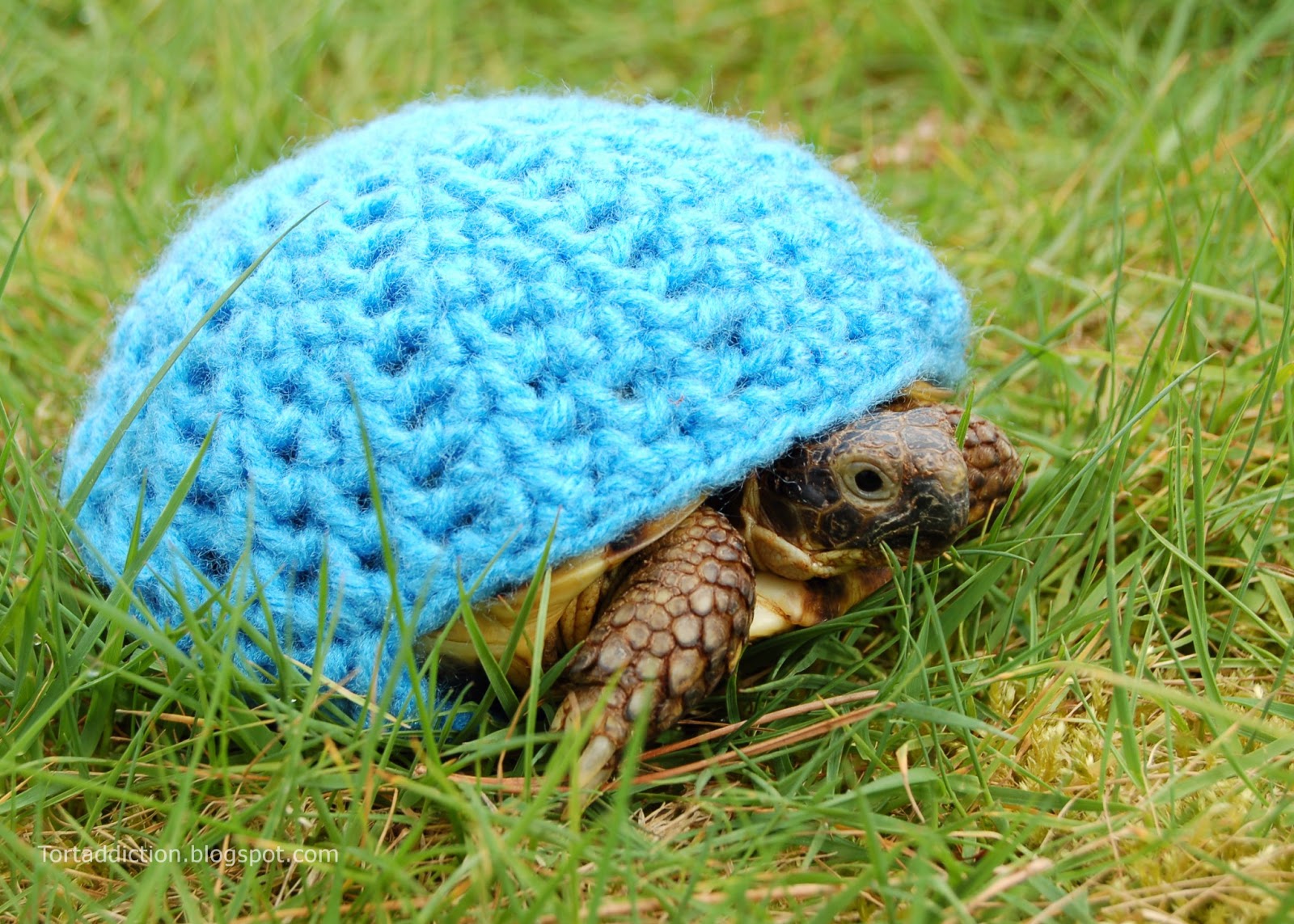 Tortaddiction: My Tortoise cozies.... went VIRAL?!