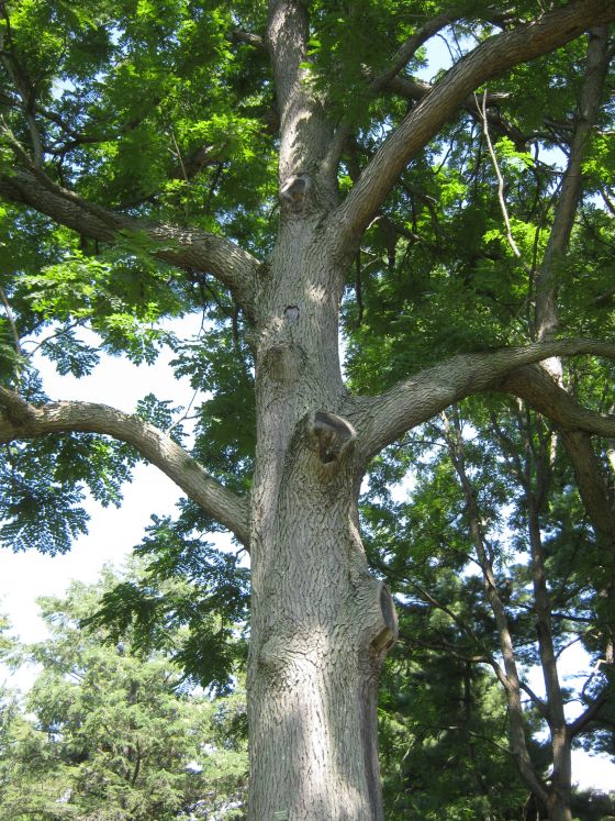 Future Plants by Randy Stewart: Gymnocladus - Coffee Tree
