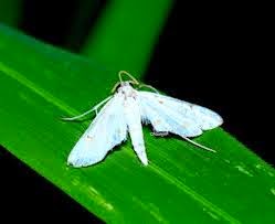 Oyie Penyuluh Pertanian: PENGENDALIAN HAMA PUTIH PALSU (Cnaphalocrosis ...