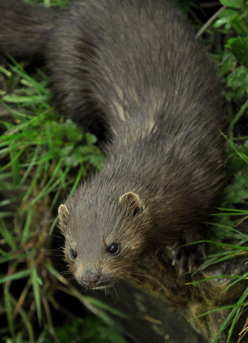 British Wildlife Centre ~ Keeper's Blog: New Mink Arrives