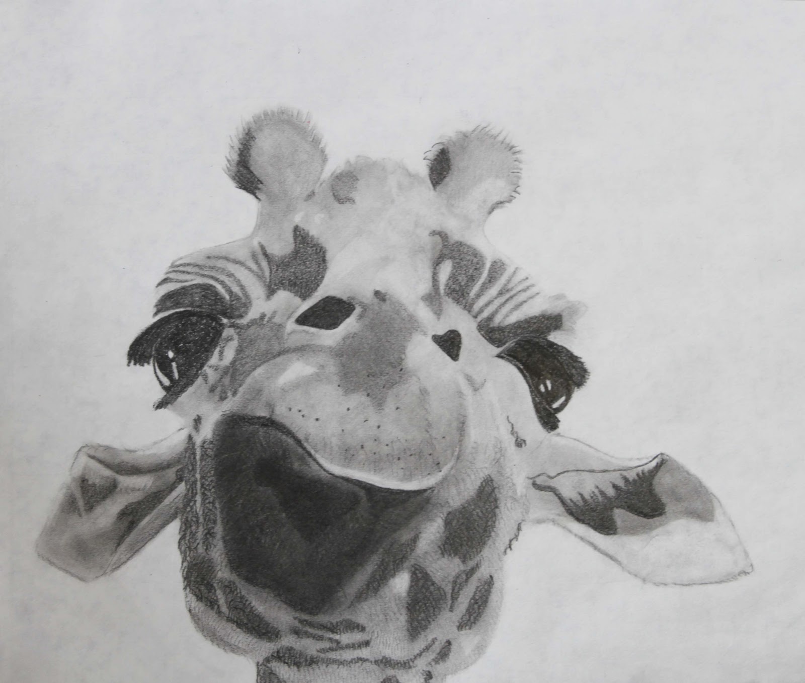 Student Art: Graphite Animals