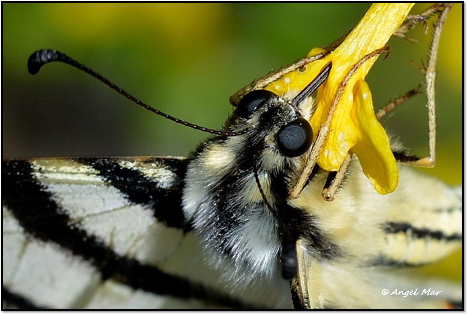 Flores y Bichos ***: 2015