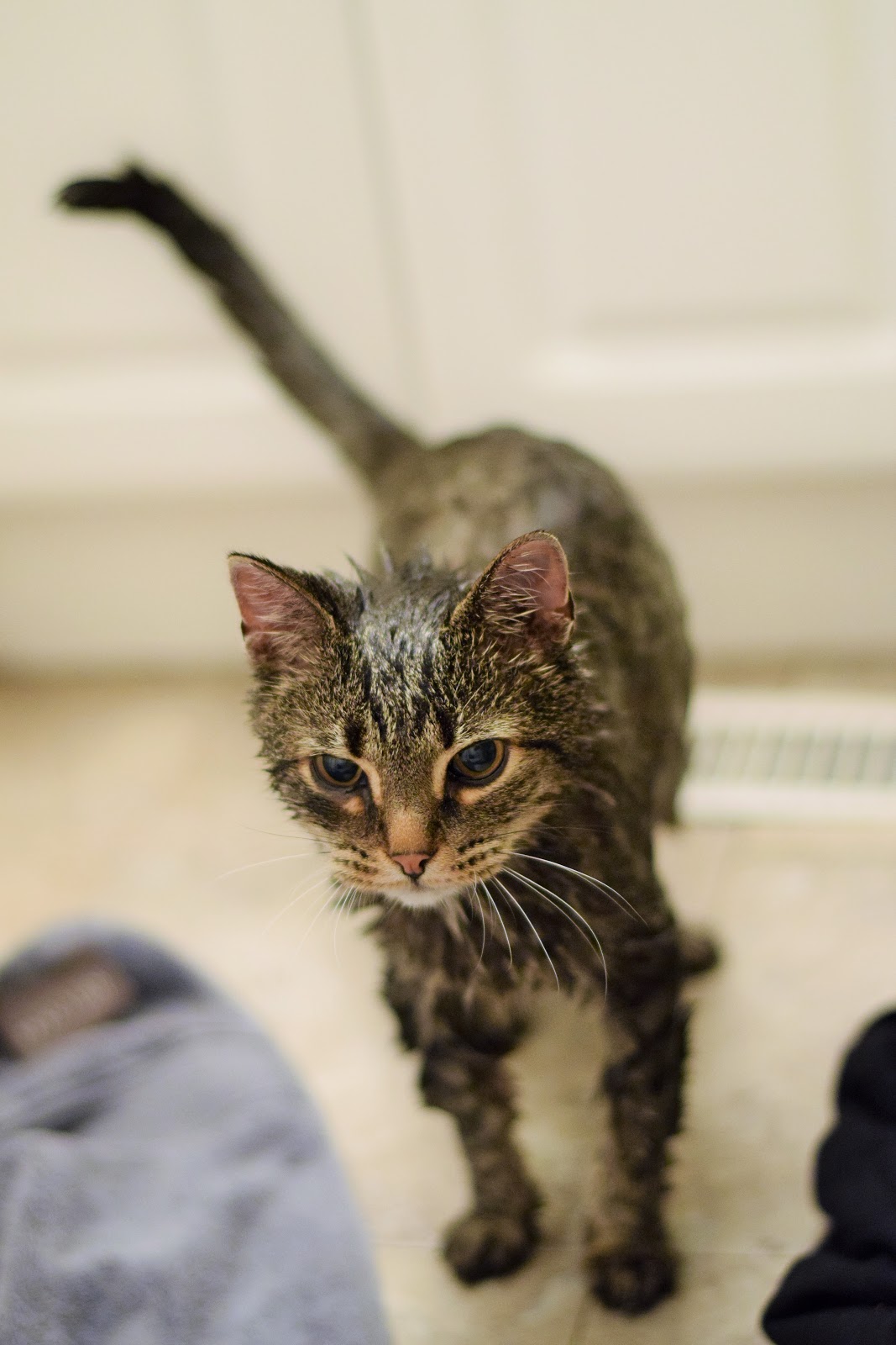 indietutes: Battle Cat vs Skunk: everybody loses