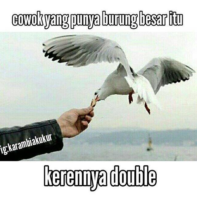 15 Meme 'Burung' Ini Bikin Berpikir yang Iya-iya - Lucu.ME - Gambar ...