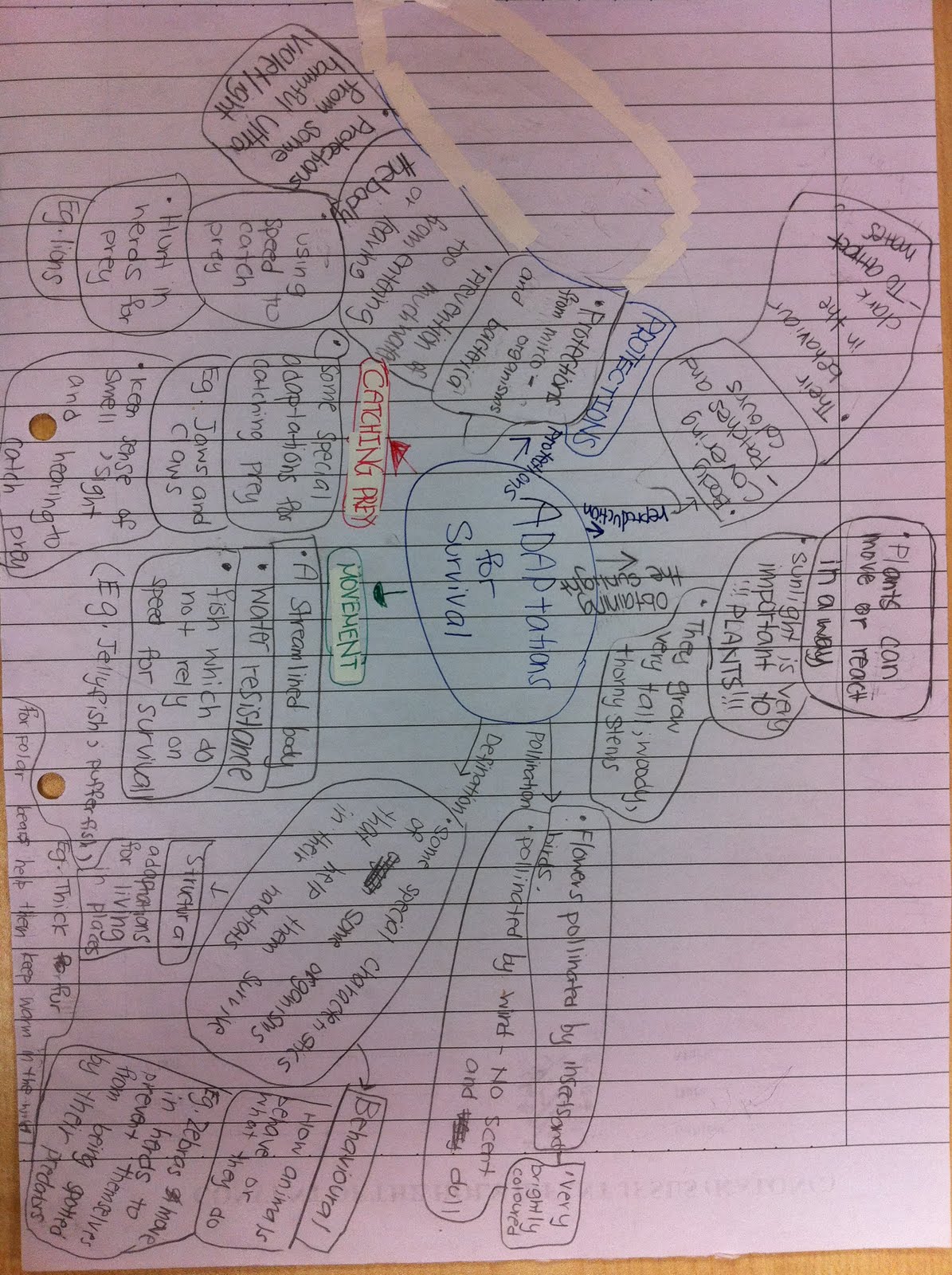 mrscindyng.blogspot.com: Adaptations Mind Maps