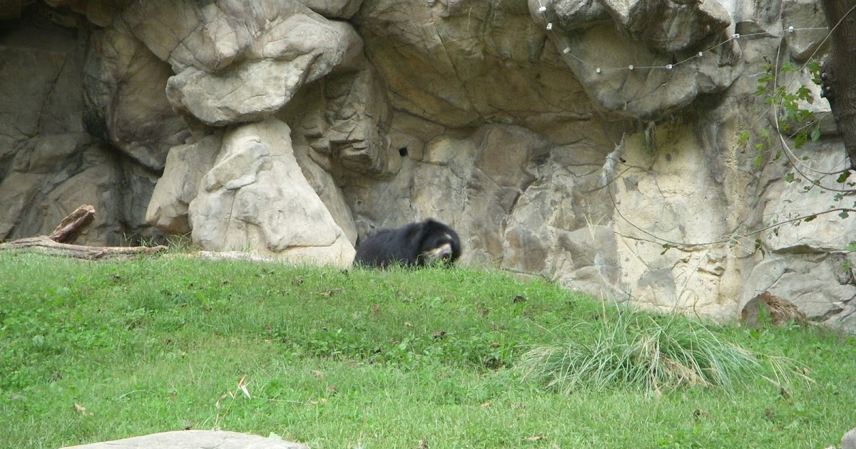 Raptormaniacs: National Zoo Redux Part IV: Back to Amazonia