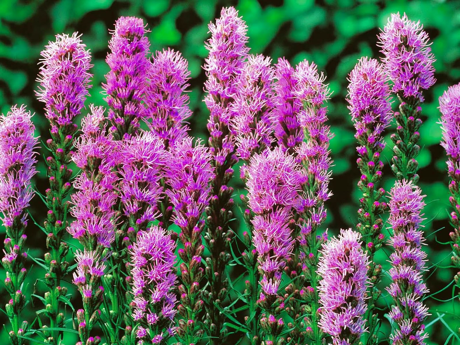 NixPages: LIATRIS SPICATA