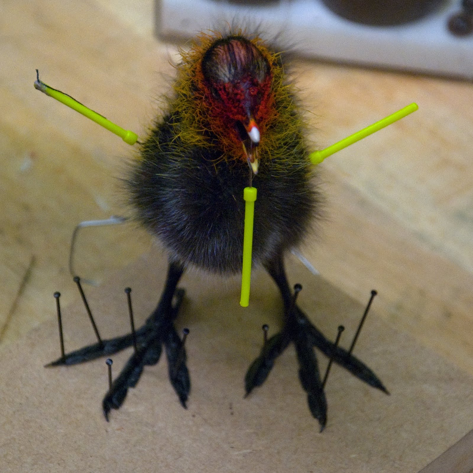 Bij het oude: Grootheid en val van Astromuis