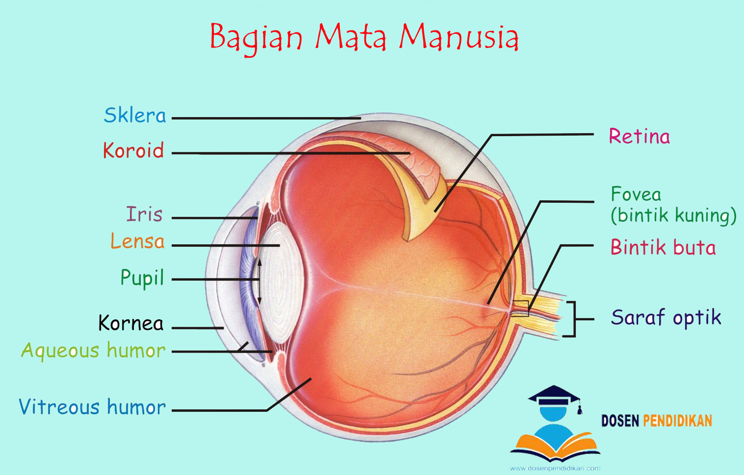 INDRA PENGLIHATAN DAN ALAT OPTIK - Knowledge
