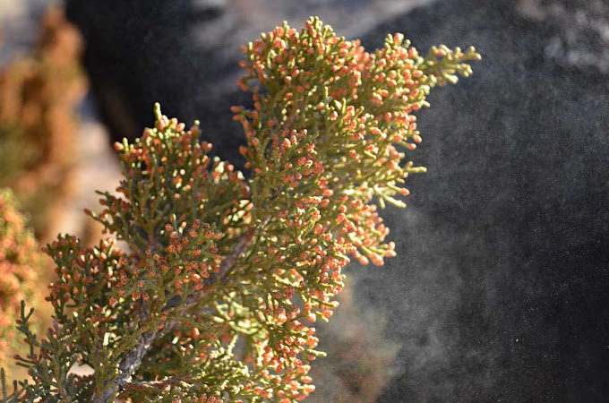 The 7MSN Ranch: The Mighty Juniper