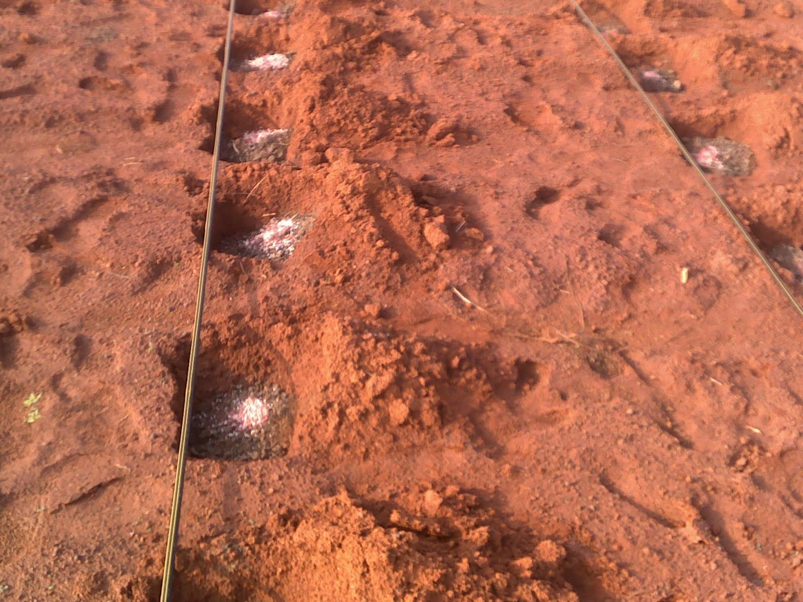 Techie2Aggie: Watermelon: Short term crop # 2