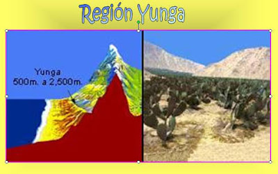 TAREA FACIL: REGIÓN YUNGA DEL PERÚ: FLORA, FAUNA, RELIEVE Y CARACTERÍSTICAS