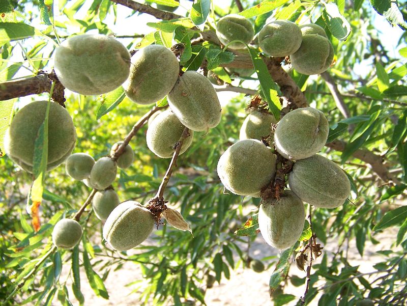 MALINALLI · herbolaria médica: ALMENDRA, ALMENDRO, almond · Prunus dulcis