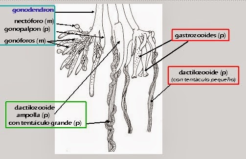 Artes de Pesca: LOS SIPHONOPHORA