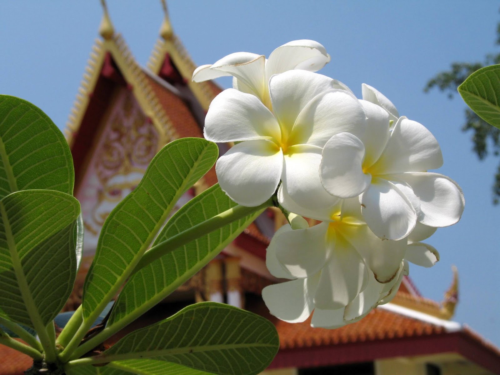Grandma P's Ramblings Through Life: Kamala Temple and Beach. Phuket
