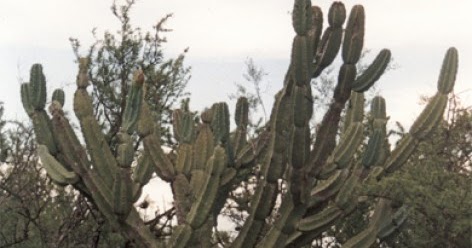 Argentina nativa: Ucle (Cereus forbesii)
