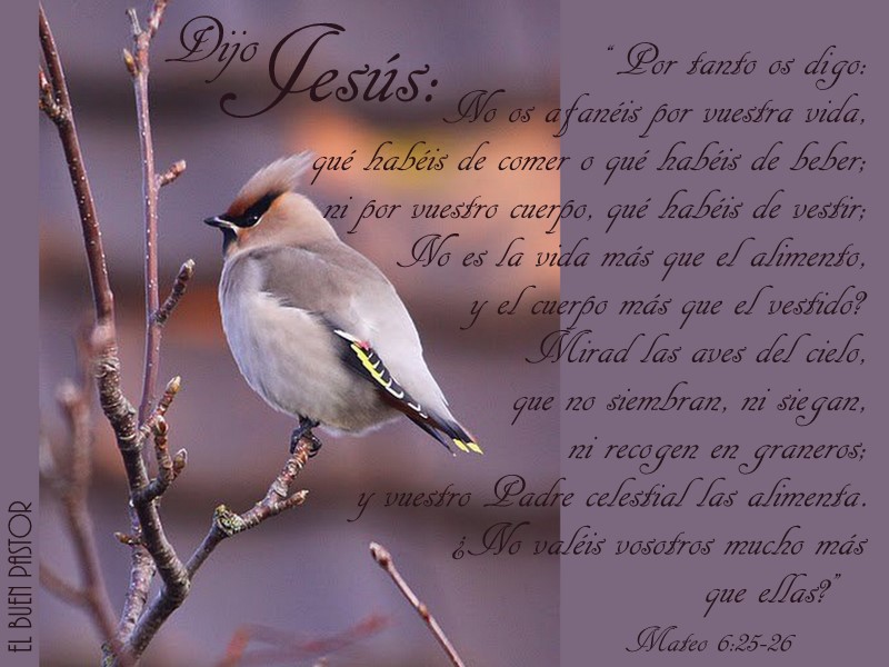 YO SOY EL BUEN PASTOR: Mateo 6:25-26